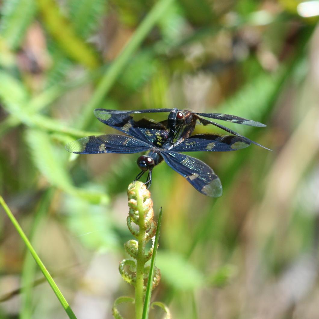 Important insects: Field guide aims to spark interest in dragonflies at ...